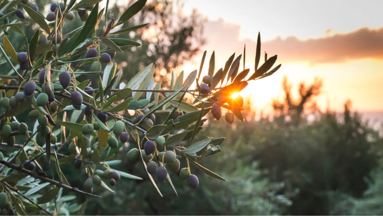 Gourmet Extra Virgin Olive Oil from Spain | Ibérico Taste